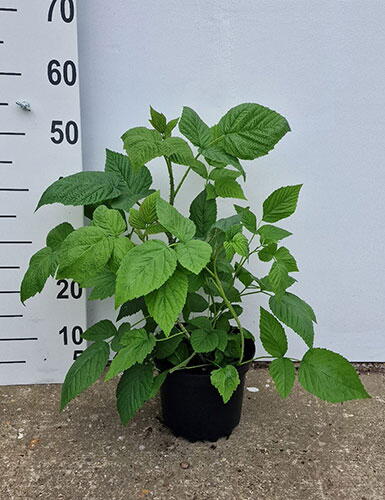Raspberries. Rubus Idaeus Raspberry Bushes Fruit Plants