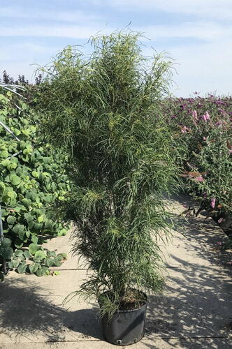 Rhamnus Frangula Alnus Fine Line Rhamnus Frangula Fine Line