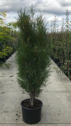 Rhamnus Frangula Alnus Fine Line Rhamnus Frangula Fine Line