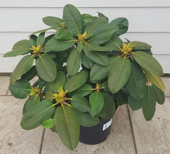 Buy Rhododendron Germania Bright Pink Flowering Buy Online UK