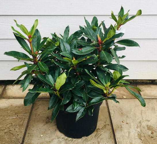 Rhododendron Halfdan Lem. Red Flowering Rhododendrons Buy UK