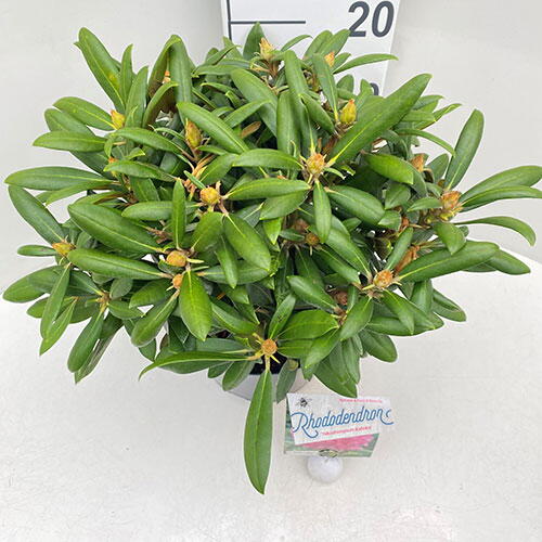 Rhododendron Kalinka Purple Flowering Evergreen Shrub