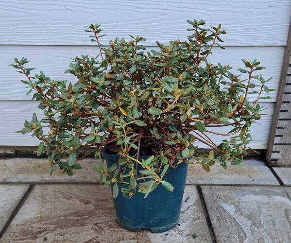 Rhododendron Ramapo Dwarf Low-Growing Variety. Lilac Flowers