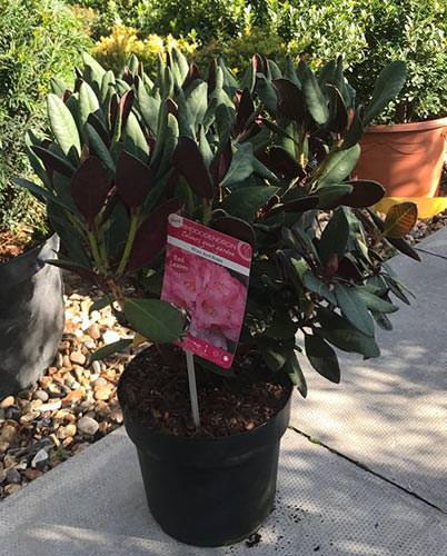 Rhododendron Wine and Roses Dwarf Hybrid Red Leaf Underside