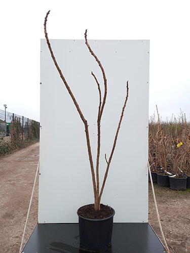 Rhus Typhina Dissecta. Cut Leaved Stags Horn Sumach for Sale