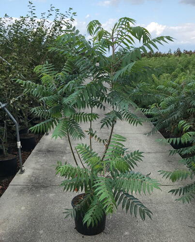 rhus tree uk