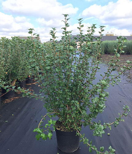 Ribes Alpinum Alpine Currant Mountain Currant hedging Shrus