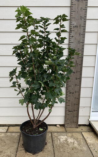 Ribes Jonkheer Van Tets Redcurrant Ribes Rubrum Jonkheer van Tets