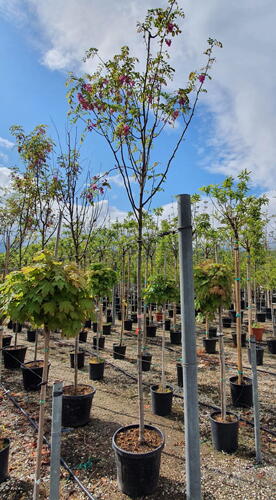 Robinia pseudoacacia Casque Rouge Robinia Pink Cascade Standard