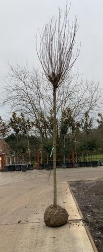 Robinia Standard Trees Robinia Pseudoacacia Umbraculifera