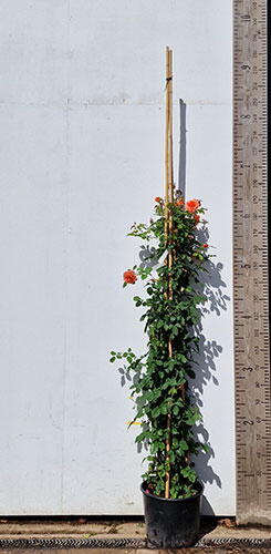 Rosa Alibaba Climbing Rose for Sale Online UK Wide Delivery