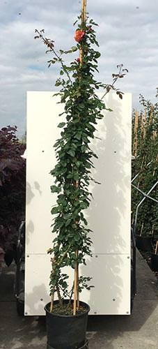 Buy Aloha Climbing Rose. Rosa Aloha Kordes Climber