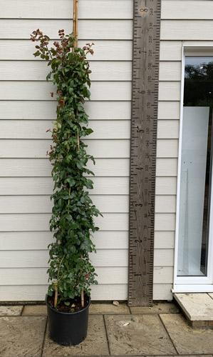 Rosa Amadeus Climbing Red Rose for Sale Online UK