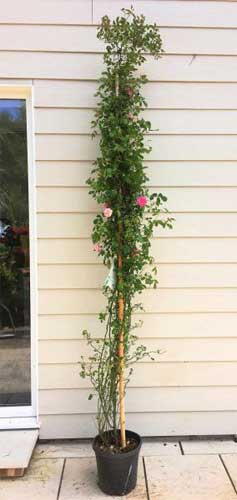 Rosa banksiae Rosea. Banks Rose Rosea. Pink Rambling Rose