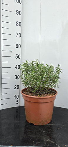 Rosemary Plants For Sale UK. Buy Online London Garden Centre
