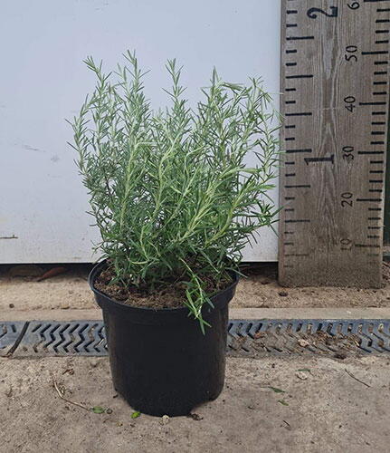 Rosemary Plants For Sale UK. Buy Online London Garden Centre