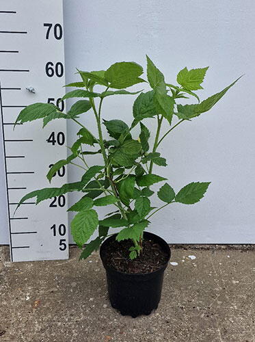 Rubus Idaeus Fallgold Raspberry Fallgold with Yellow Fruits