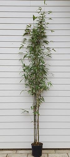 Semiarundinaria Fastuosa UK. Mature Narihira Bamboo for Sale