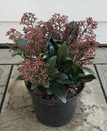 Skimmia Japonica Rubella, Flowering Evergreen Shrubs Buy UK