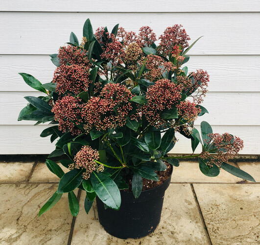 Skimmia Japonica Rubella, Flowering Evergreen Shrubs Buy UK