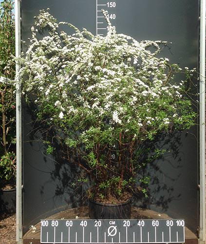Spiraea Cinerea Grefsheim. Spirea Grefsheim White Flowering