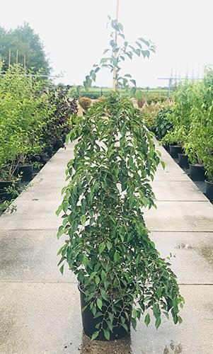 Styrax japonicus Fragrant Fountain Japanese Snowbell Tree