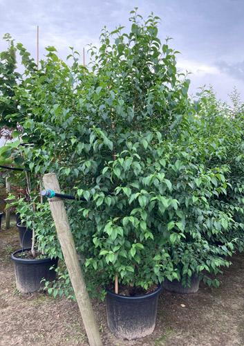 Styrax japonicus Snowcone Japanese Snowbell for Sale Online