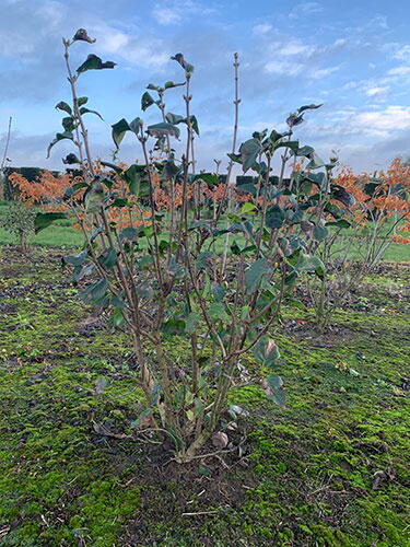 Syringa Vulgaris Alba Common White Lilac for Sale Online UK