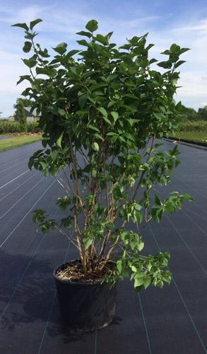 Syringa Vulgaris Alba Common White Lilac for Sale Online UK