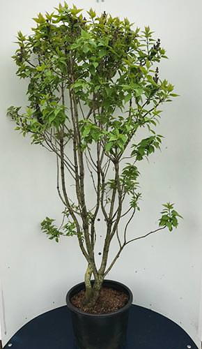 Syringa Vulgaris Nadezhda Lilac Tree for Sale Online UK