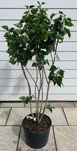 Lilac Trees for Sale Online UK. Syringa Vulgaris Sensation