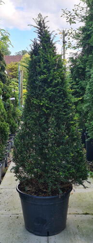 Taxus Baccata Cone. Topiary Yew Cones Buy Topiary Online UK