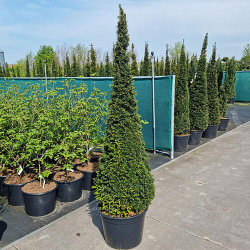 Taxus Baccata Cone. Topiary Yew Cones Buy Topiary Online UK