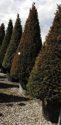 Taxus Baccata Cone. Topiary Yew Cones Buy Topiary Online UK