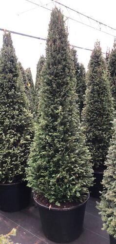 Taxus Baccata Cone. Topiary Yew Cones Buy Topiary Online UK
