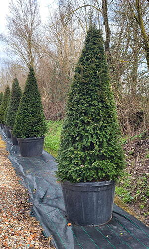 Taxus Baccata Cone. Topiary Yew Cones Buy Topiary Online UK