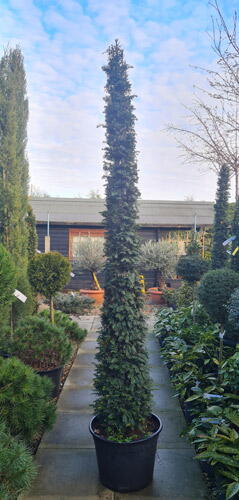 Taxus Baccata Cone. Topiary Yew Cones Buy Topiary Online UK