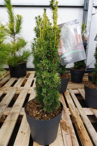 Taxus Baccata David Yew David Green Foliage with Yellow Tips
