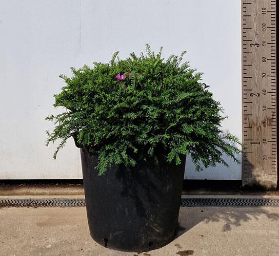 Taxus Baccata Domes. Yew Topiary Domes For Sale UK