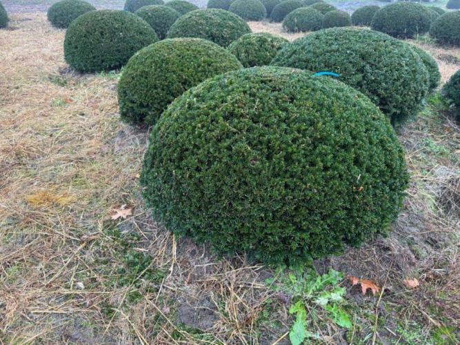Taxus Baccata Domes. Yew Topiary Domes For Sale UK