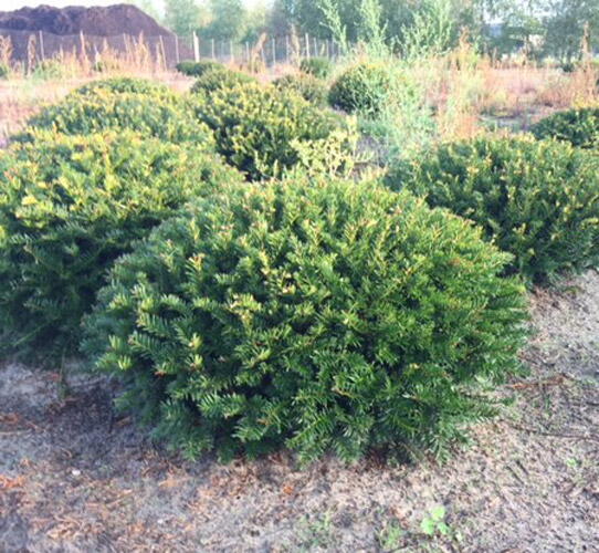 Taxus Baccata Domes. Yew Topiary Domes For Sale UK