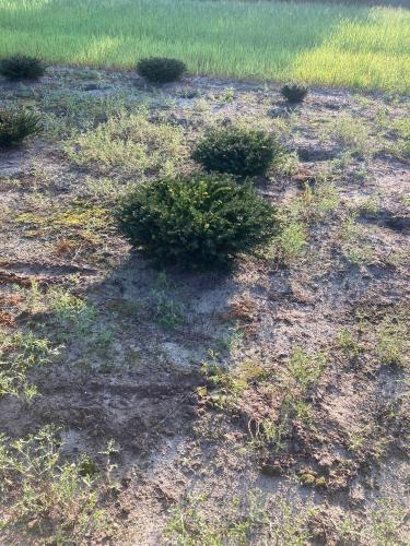 Taxus Baccata Domes. Yew Topiary Domes For Sale UK