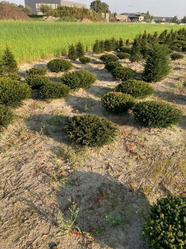 Taxus Baccata Domes. Yew Topiary Domes For Sale UK