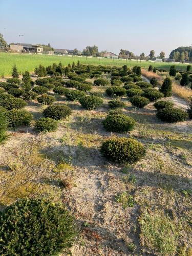 Taxus Baccata Domes. Yew Topiary Domes For Sale UK