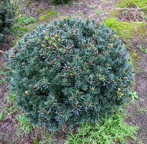 Taxus Baccata Domes. Yew Topiary Domes For Sale UK