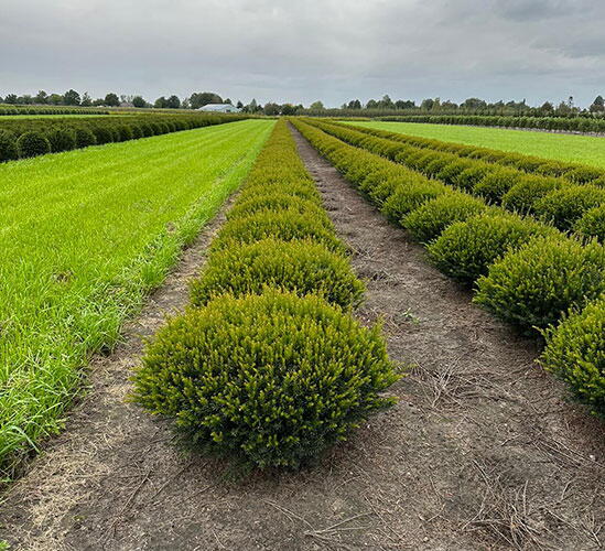 Taxus Baccata Domes. Yew Topiary Domes For Sale UK