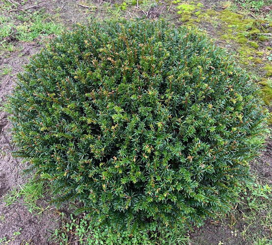 Taxus Baccata Domes. Yew Topiary Domes For Sale UK
