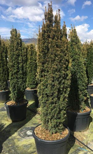 Taxus Bacatta Fastigiata Aurea Golden Irish Yew Evergreen