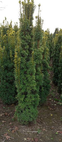 Taxus Bacatta Fastigiata Aurea Golden Irish Yew Evergreen