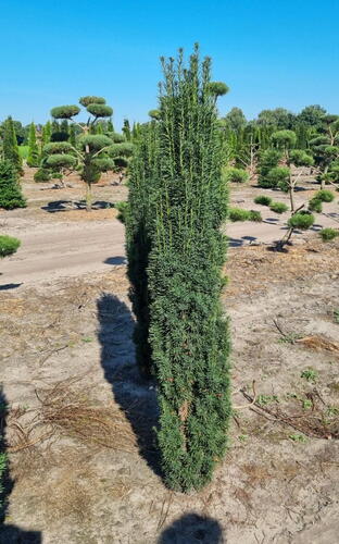 Taxus Baccata Fastigiata Robusta Irish Yew